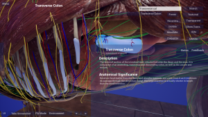 Apex Anatomy – See the Unseen